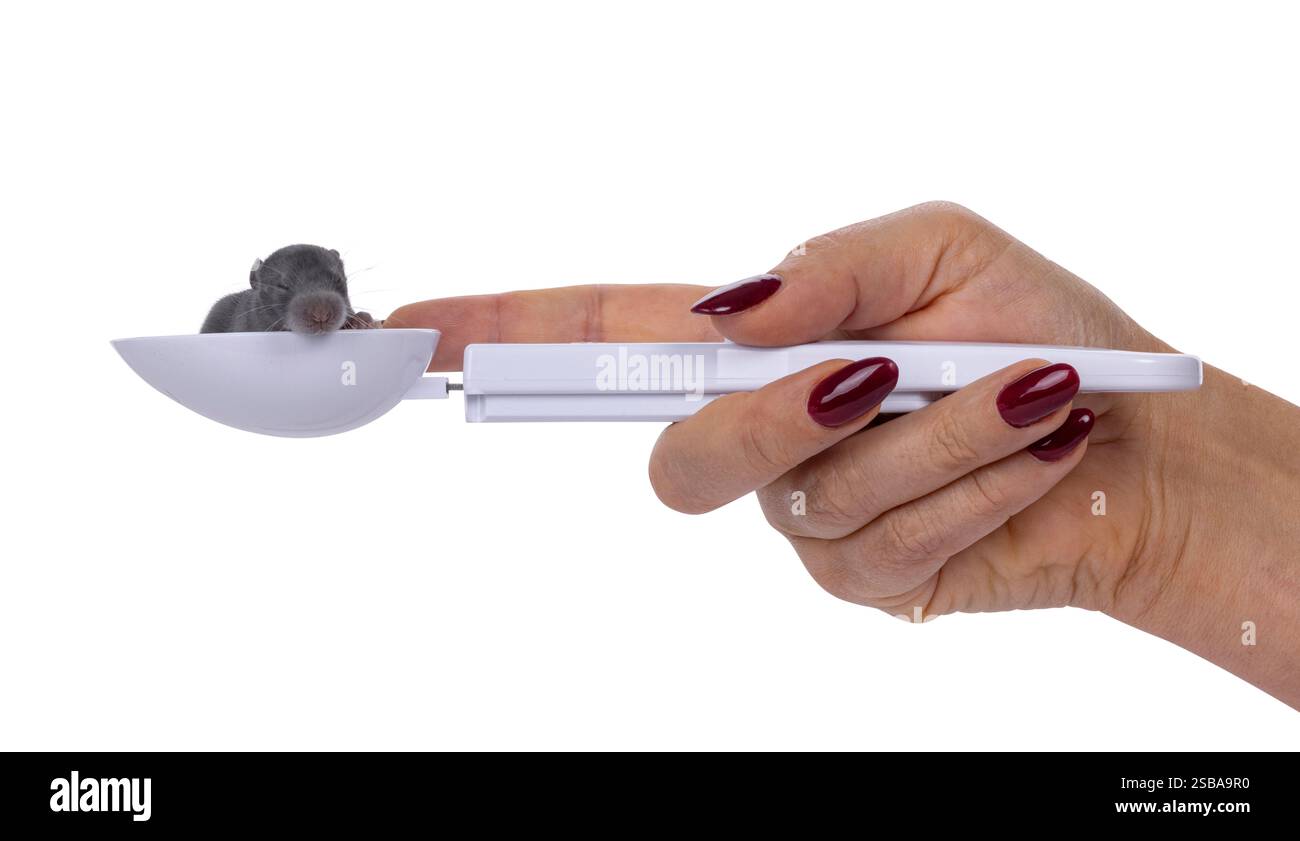 Veterinarian using kitchen scale for weighing newborn rat during ...