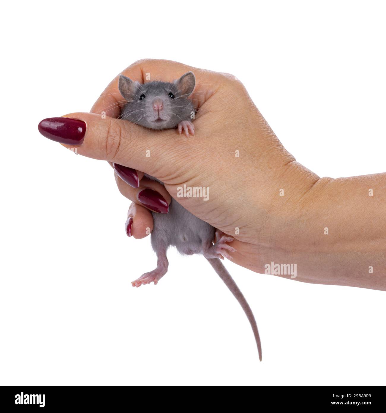 Female veterinarian cute rat hi-res stock photography and images - Alamy