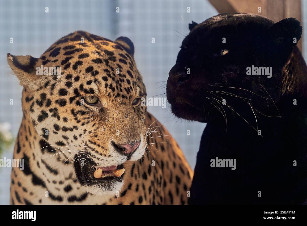 Portraits of two jaguars, Panthera Onca, playing in Nyíregyháza Zoo ...