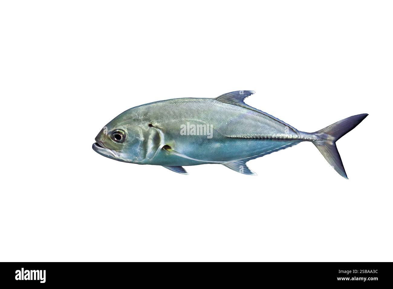 Indian ocean fishing tuna Cut Out Stock Images & Pictures - Alamy