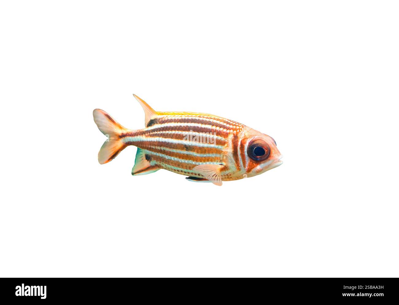 Tropical striped squirrelfish isolated on white background, profile ...