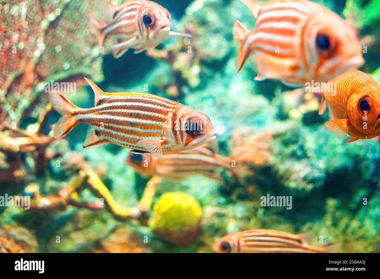 Bright striped squirrelfish and red Soldierfish swimming in aquarium ...