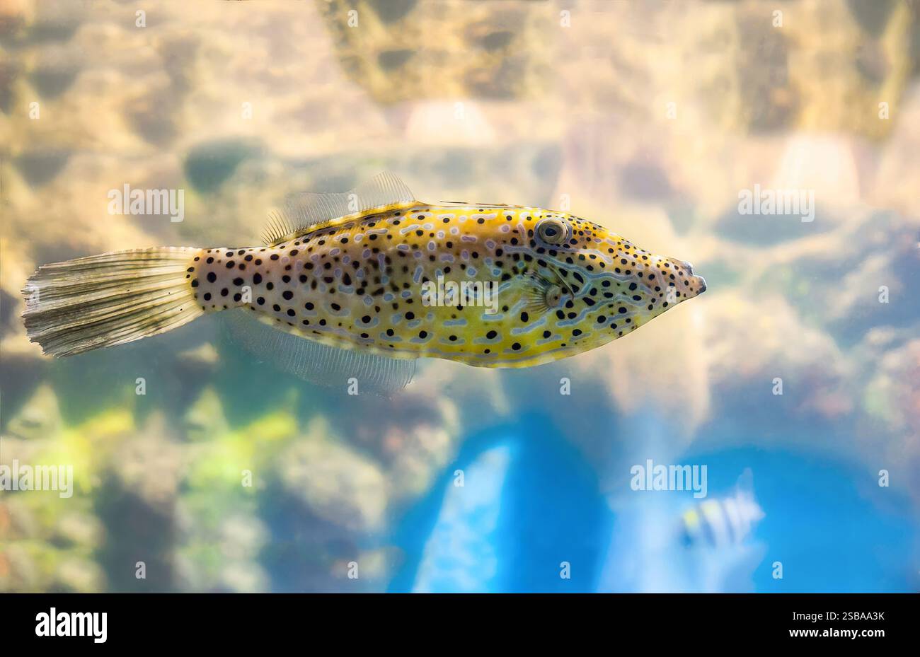Scribbled leatherjacket filefish swimming in sea, profile view. Spotted ...