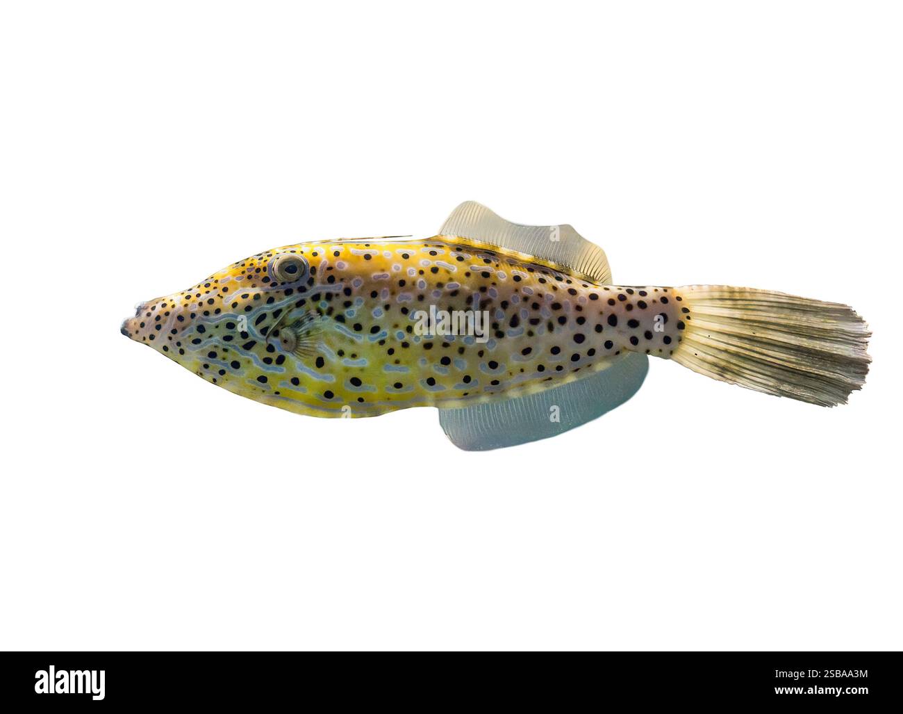 Scribbled leatherjacket filefish isolated on white background, profile ...