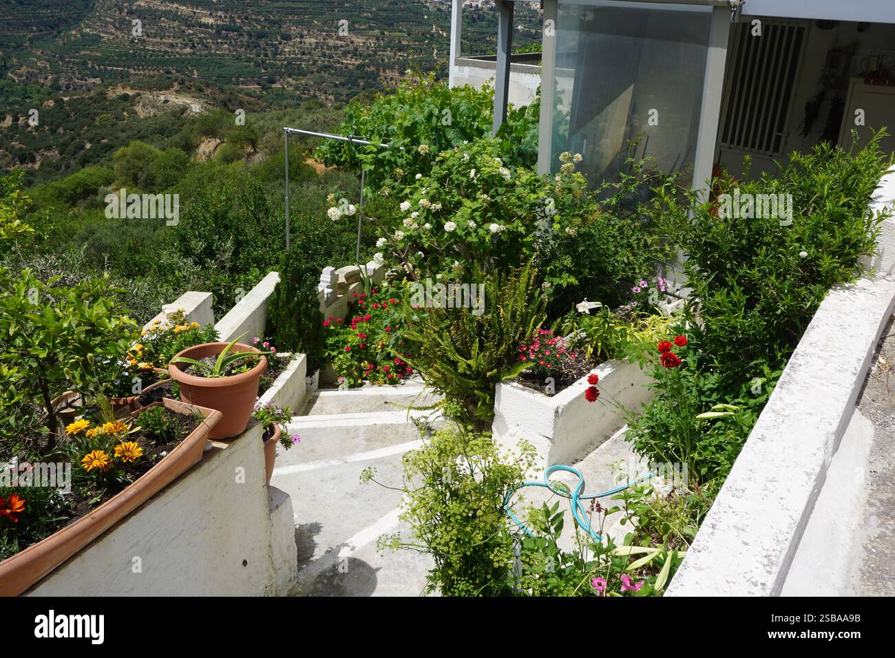 Roses, lilies,dandelion,fern, climbing vine with grapes, geranium ...