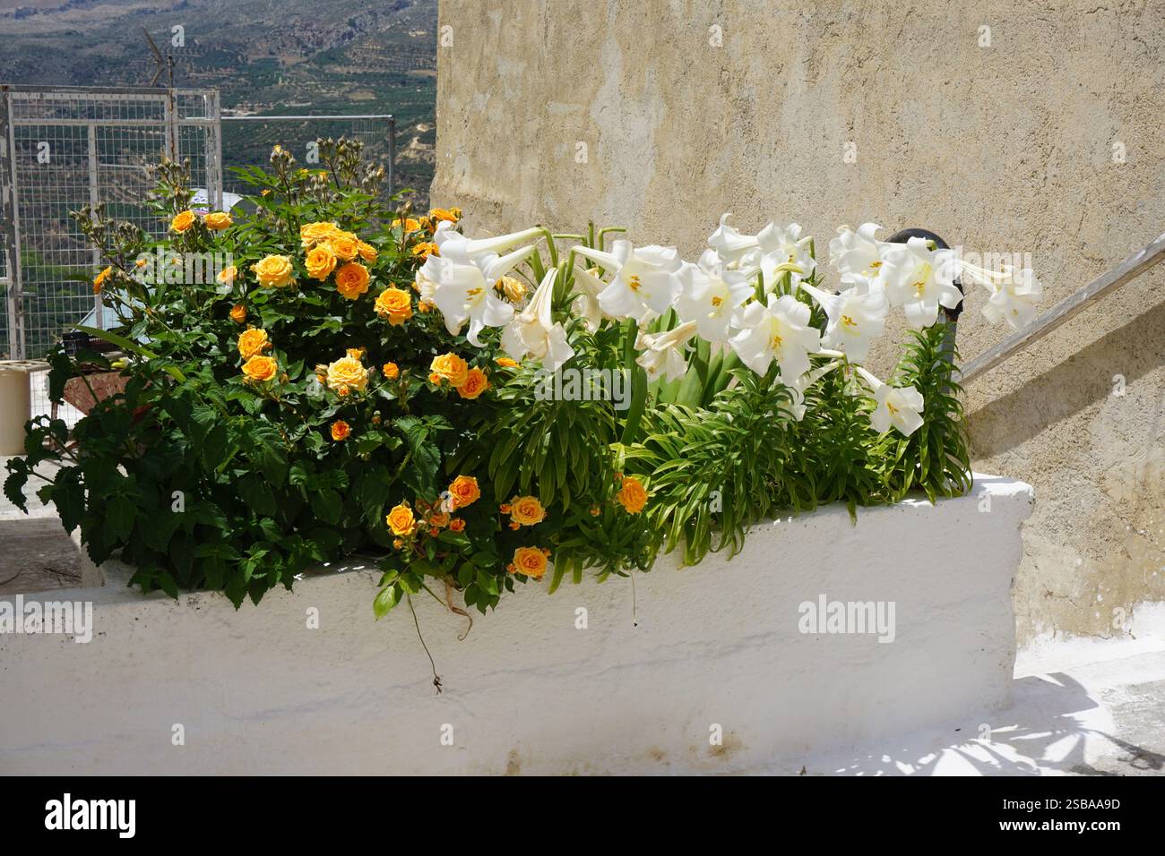 Roses and lilies together, flowers outside the houses and in the yards ...