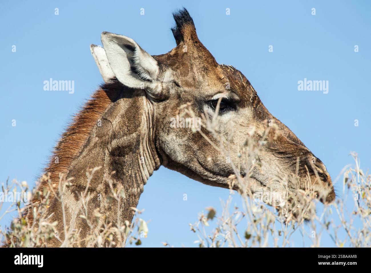 Side shot of a giraffe's head with vegetation in front, showing thin ...