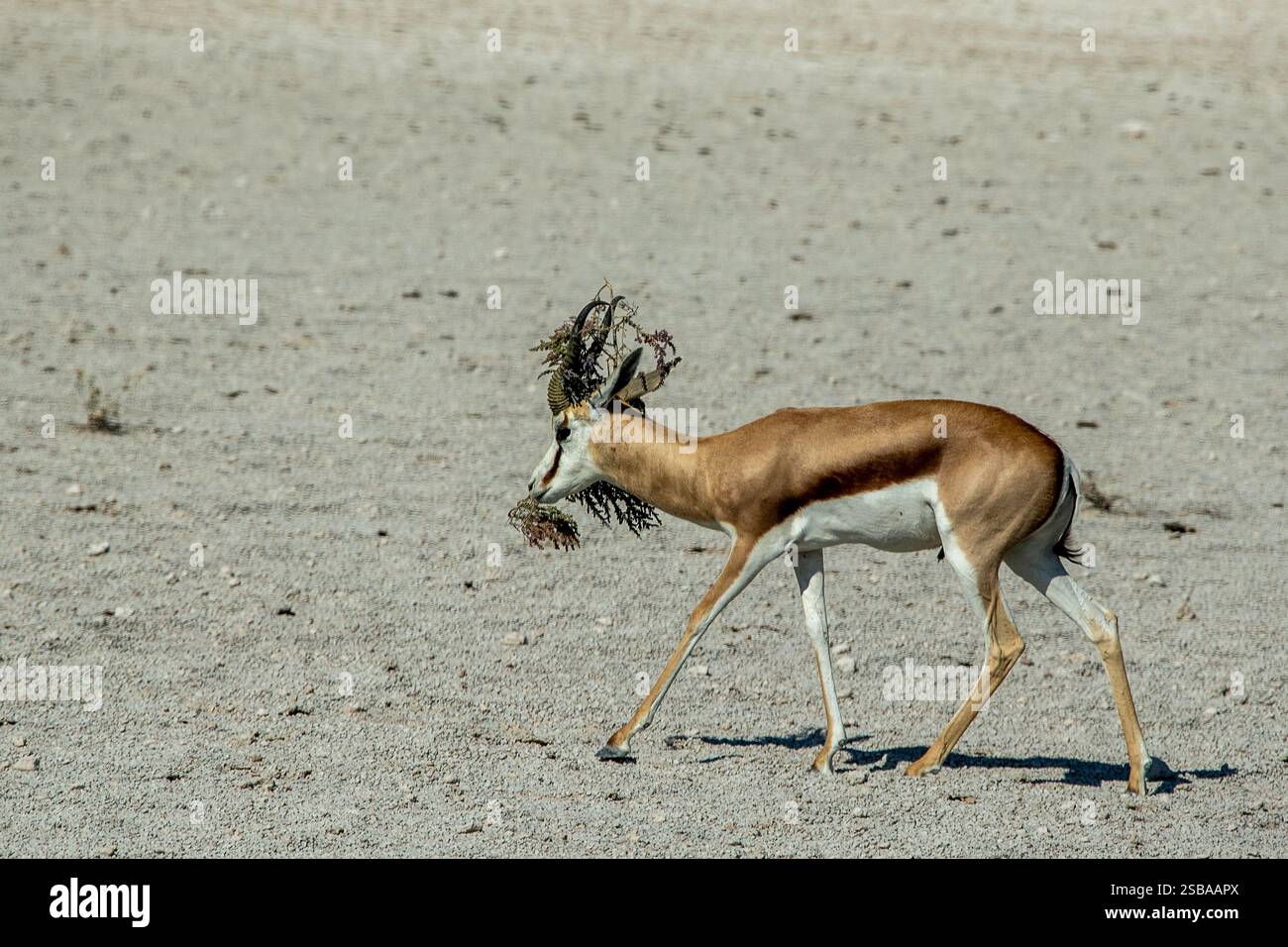 A lone, male springbok with vegetation hanging from his head and horns ...