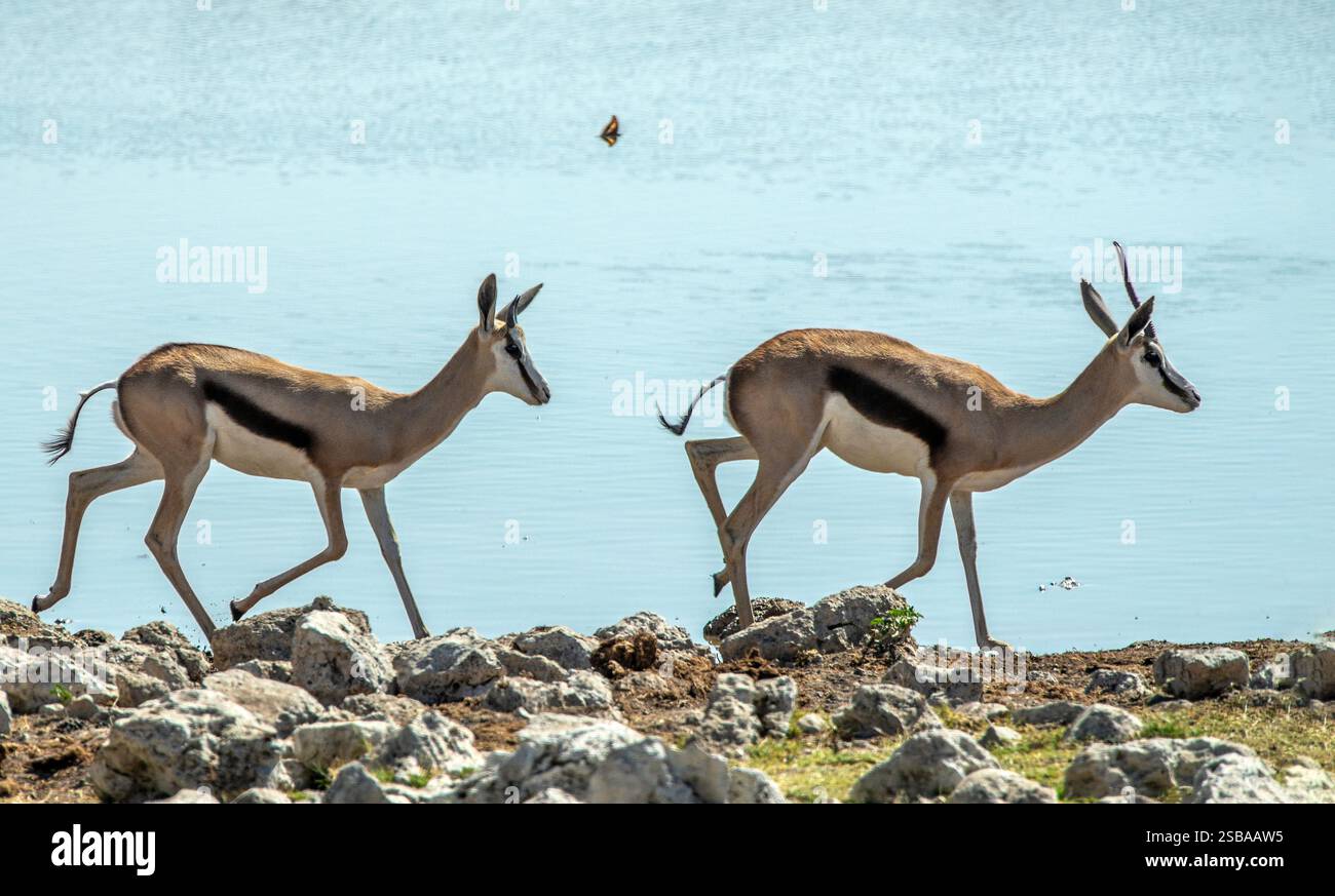 Two springboks and a butterfly running beside a waterhole in Etosha ...