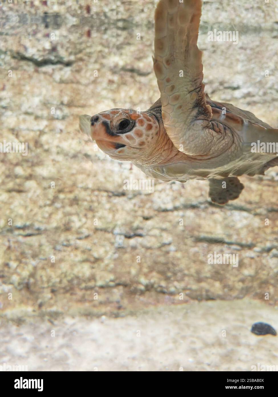 The loggerhead sea turtle (Caretta caretta) photographed in aquarium in ...