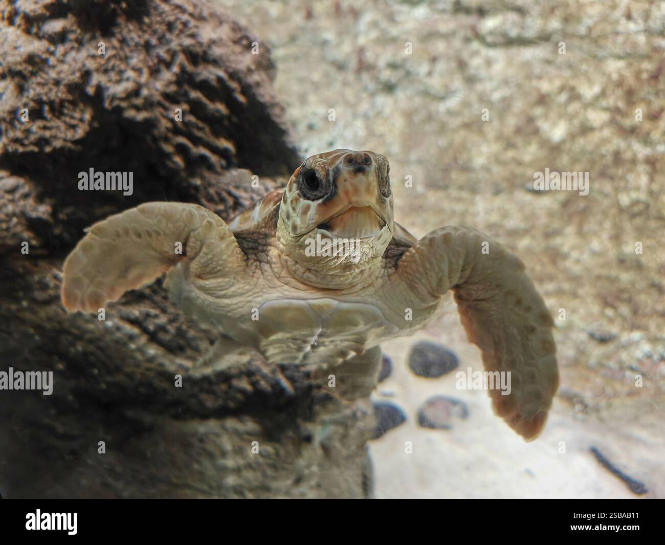 The loggerhead sea turtle (Caretta caretta) photographed in aquarium in ...