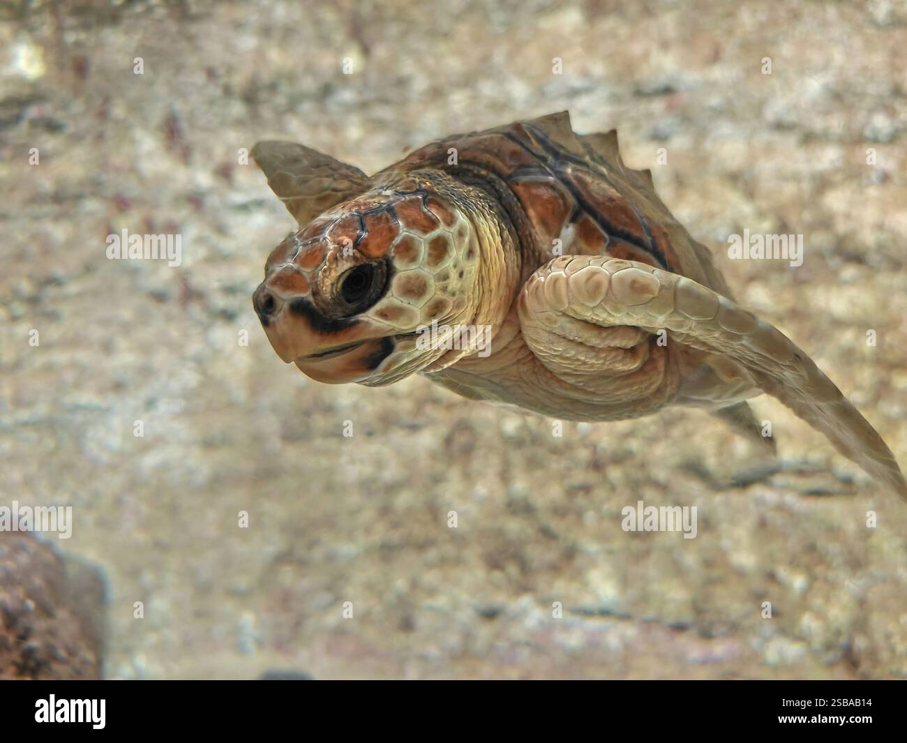 The loggerhead sea turtle (Caretta caretta) photographed in aquarium in ...