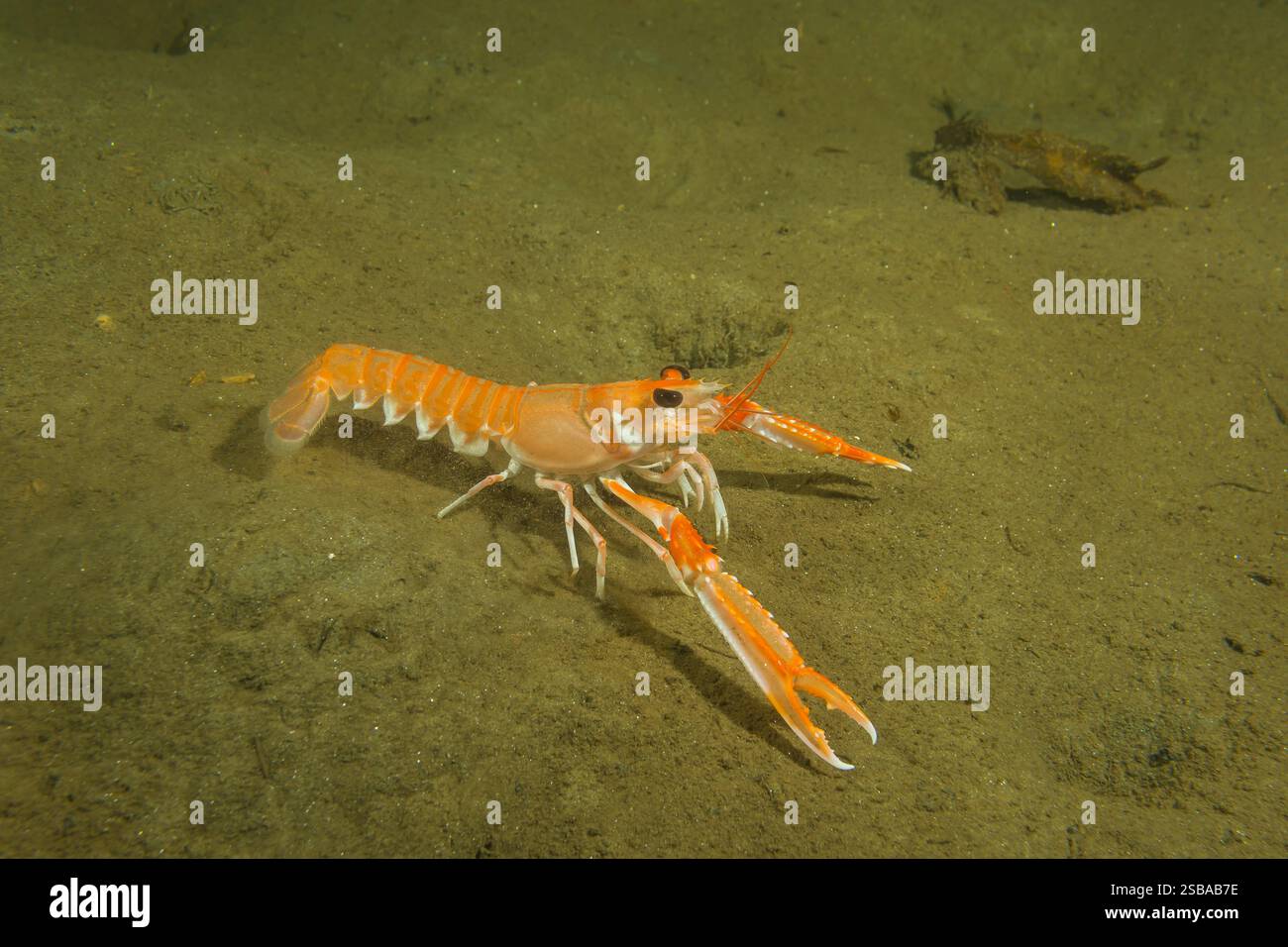 Scampi 30 metres down on the seafloor of Loch Fyne, Scotland. These ...