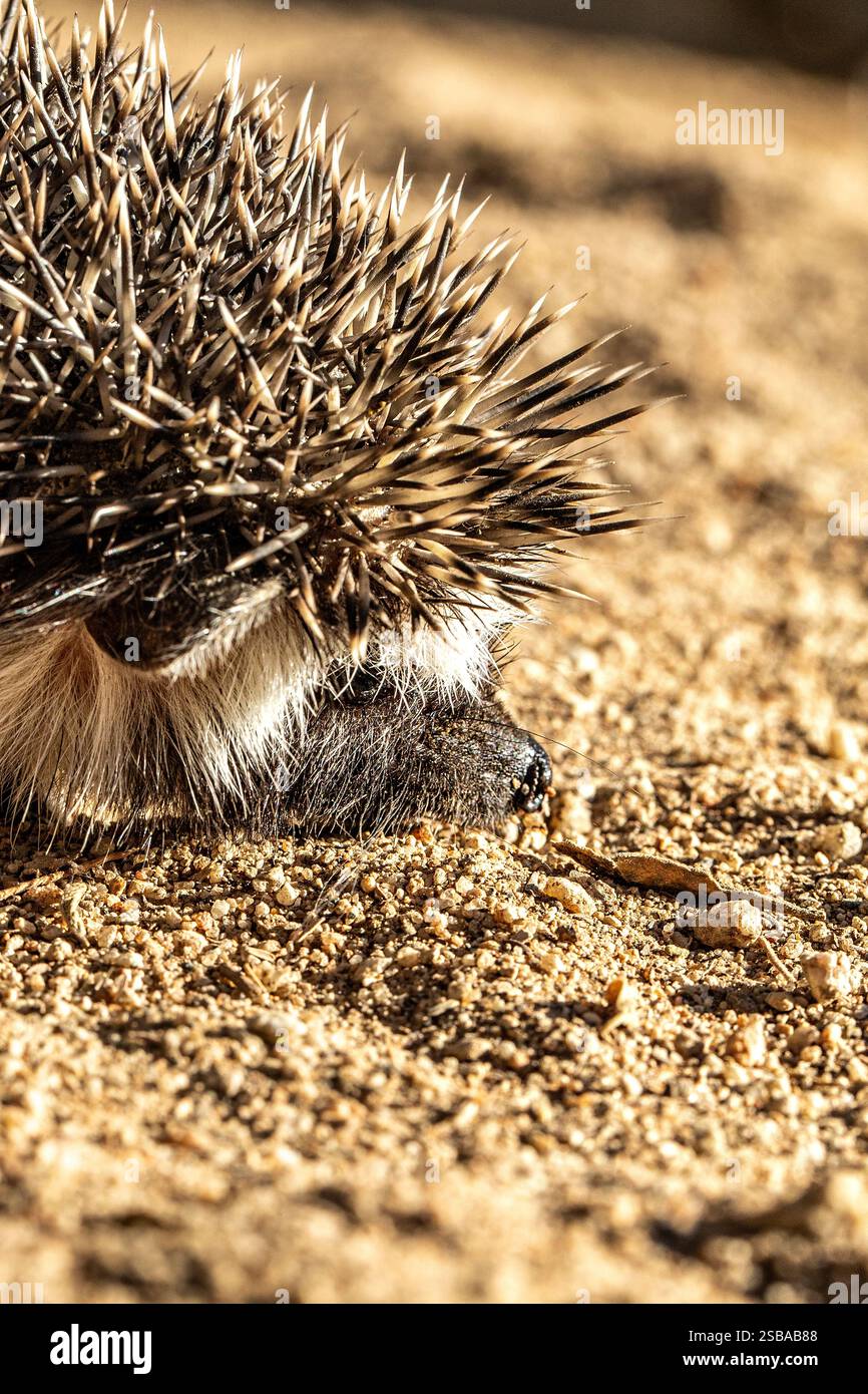 A small, Southern African Hedgehog (Atelerix frontalis) searching for ...