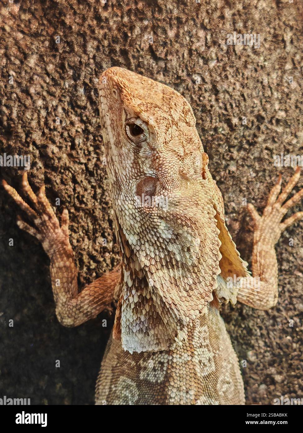The frilled lizard (Chlamydosaurus kingii), the frillneck lizard, the ...