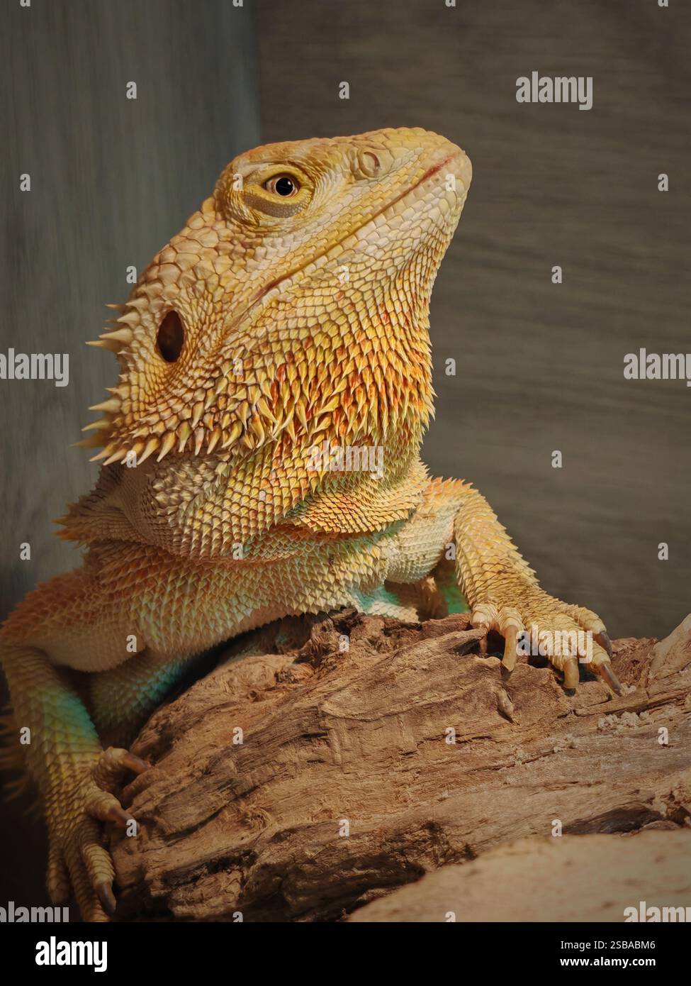 The central bearded dragon (Pogona vitticeps), also known as the inland ...