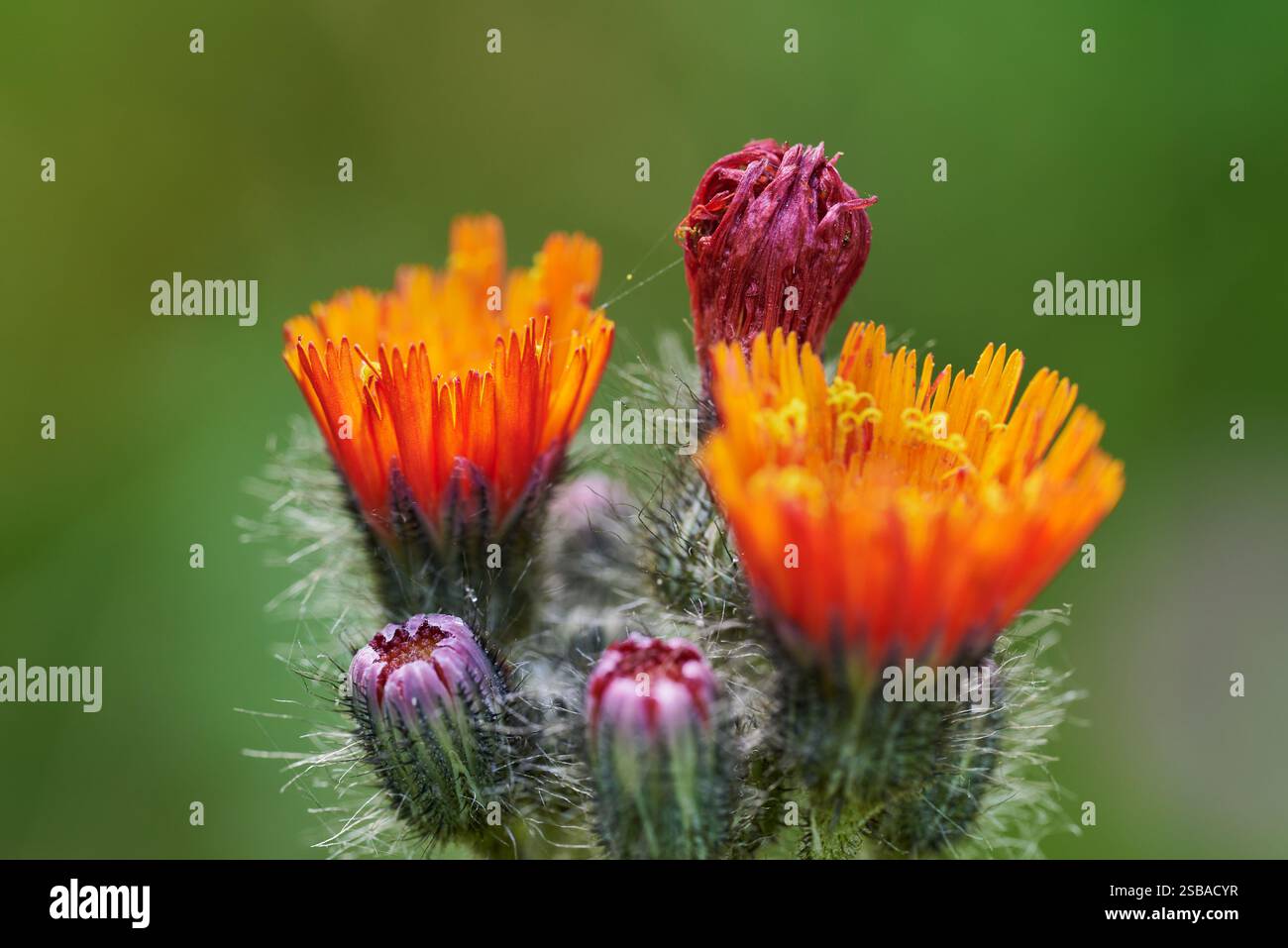 Pilosella aurantiaca fox-and-cubs, orange hawkweed, devil's paintbrush ...