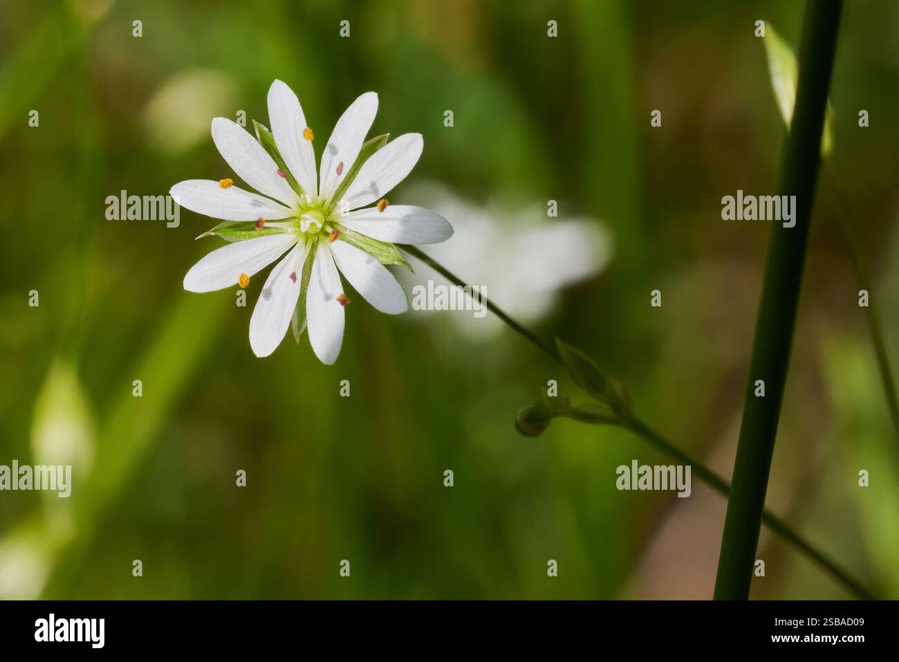Stellaria graminea flower plant in the family Caryophyllaceae or common ...