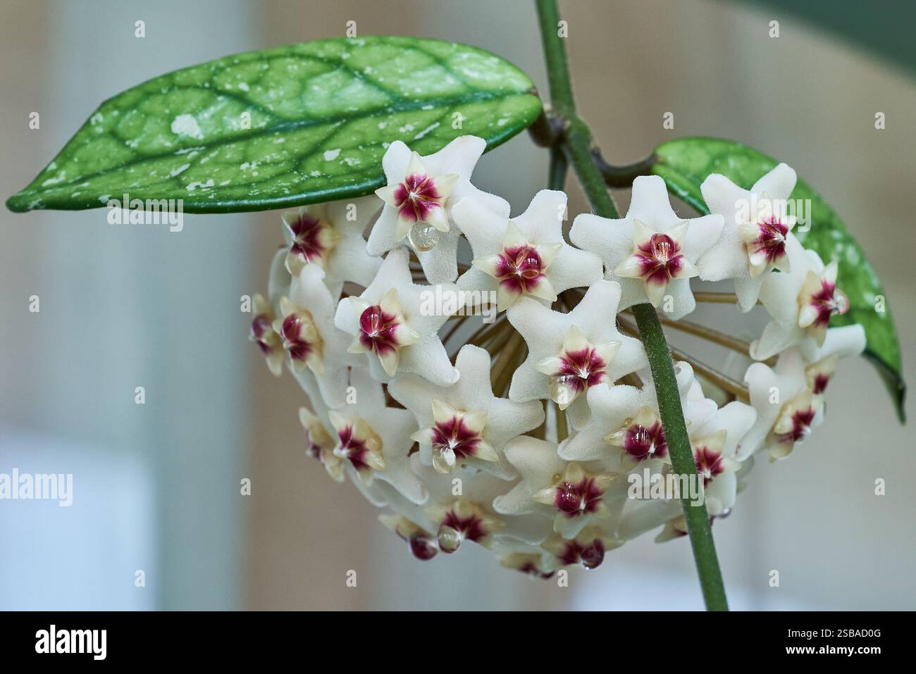 Hoya carnosa, the porcelainflower or wax plant close up, macro with ...