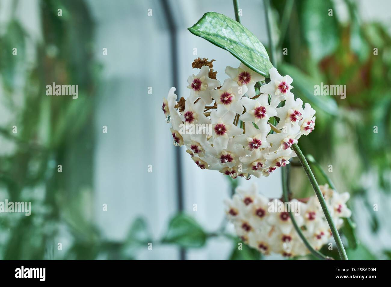 Hoya carnosa, the porcelainflower or wax plant close up, macro with ...