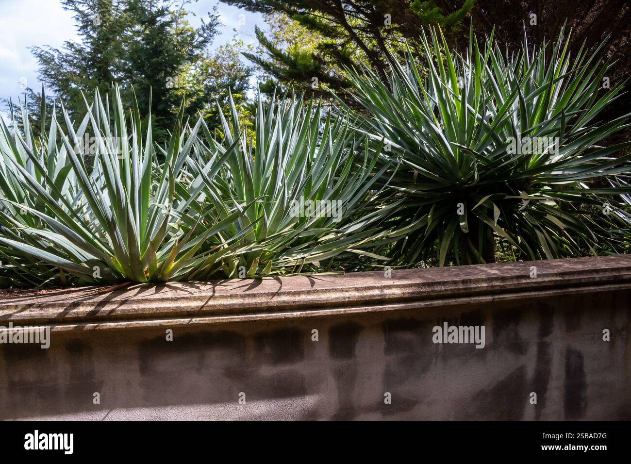 Architectural detail of a fence. Agave plants growing in a flower bed ...