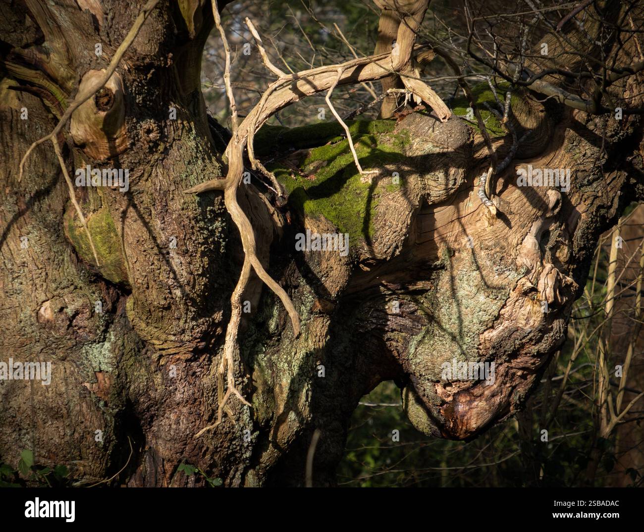 Winter sunlight casts shadows creating a confusing pattern on an ...