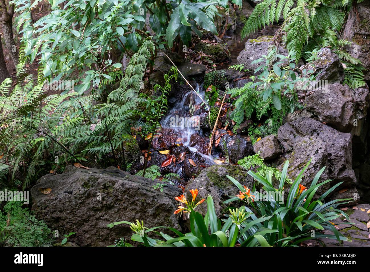Fresh plants growing in a botanical garden in a spring. Small river ...