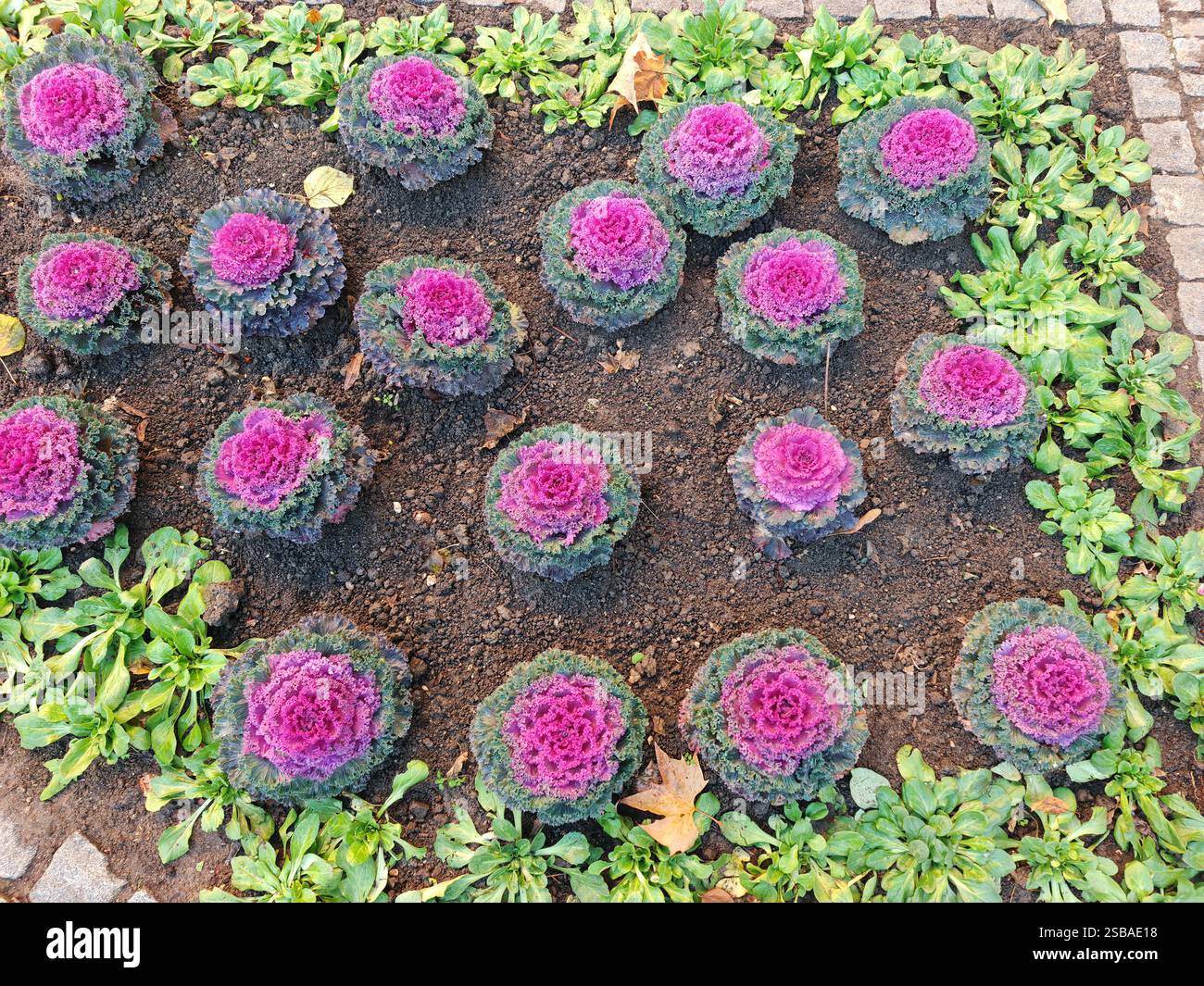 Osaka Pink. Flowering Cabbage . Brassica oleracea Stock Photo - Alamy