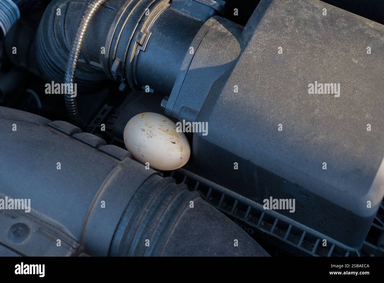 Marten hides the egg in car under the hood Stock Photo - Alamy