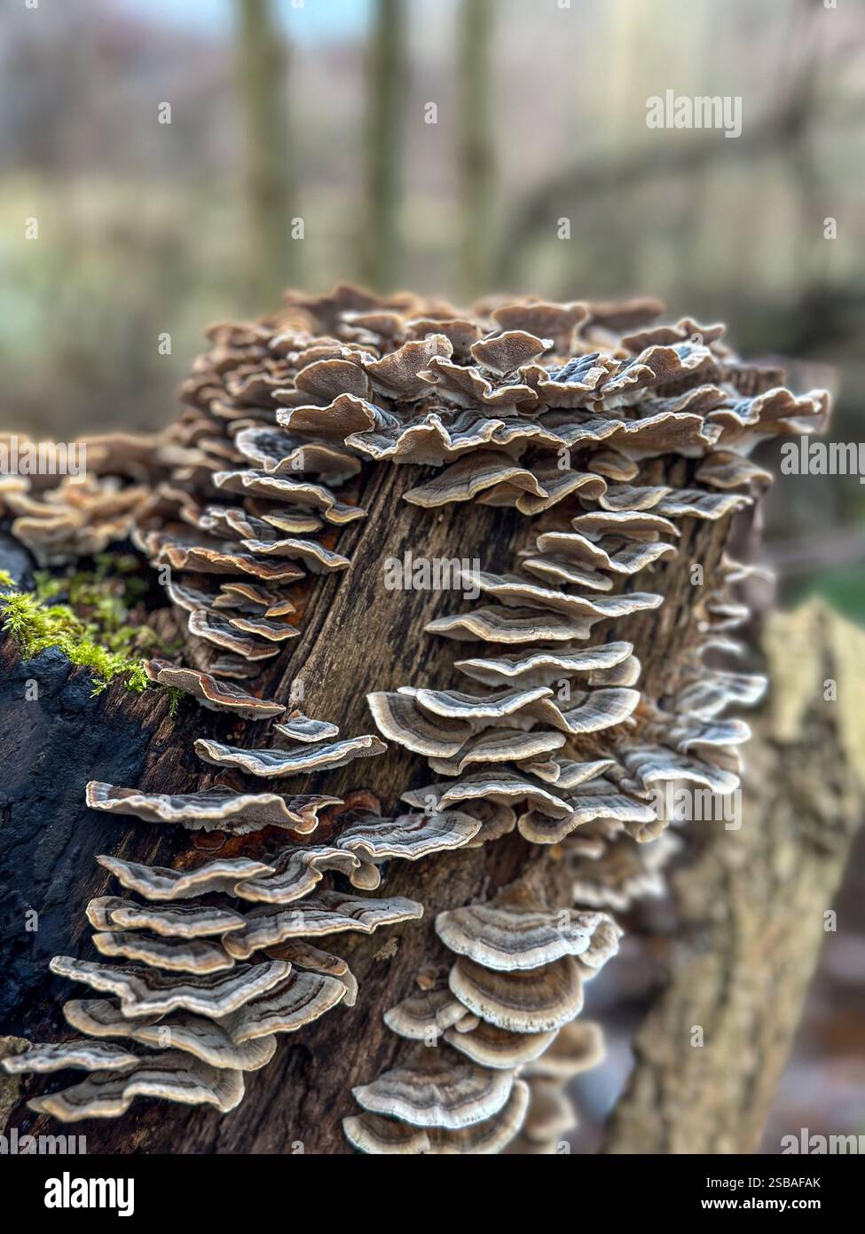 Close-up of bracket fungi on a decaying tree stump. Striking layered ...