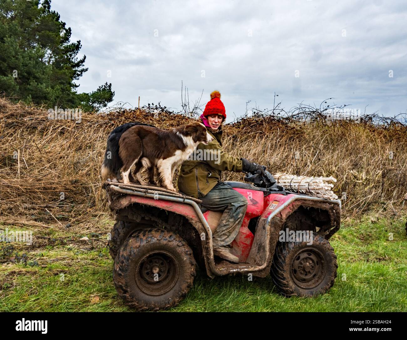 shepherd & sheepdog on a compact tractor Stock Photo - Alamy