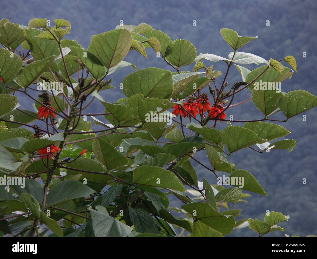 Himalayan coral tree flower Stock Photo - Alamy