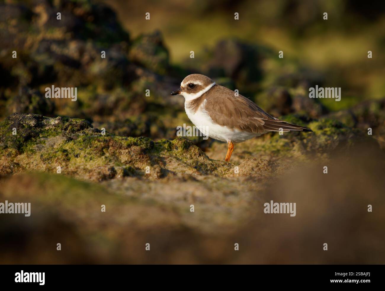 Common ringed or Ringed plover - Charadrius hiaticula small wading bird ...