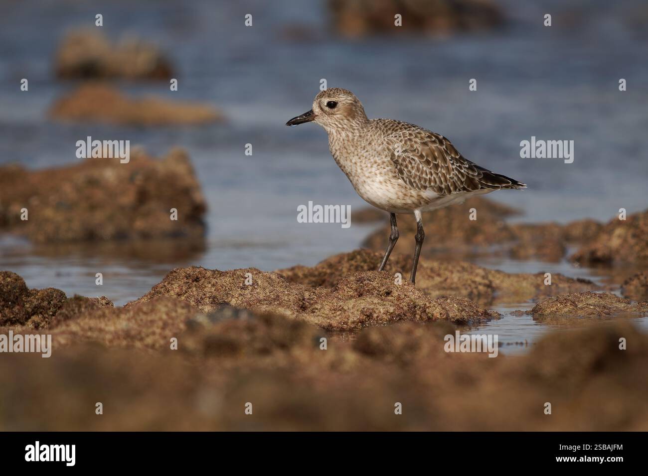 Grey plover or Black-bellied plover - Pluvialis squatarola large wader ...