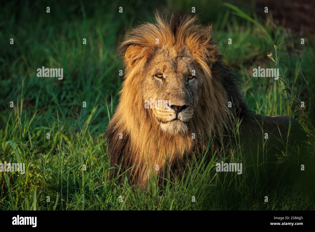 Big five africa lion hi-res stock photography and images - Alamy
