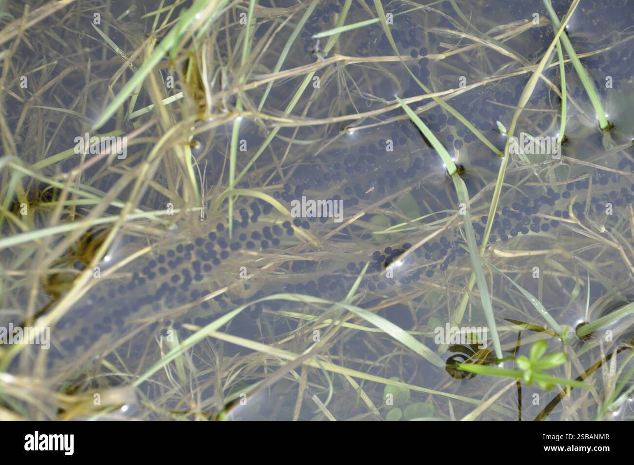 toad spawn in a pond Stock Photo - Alamy