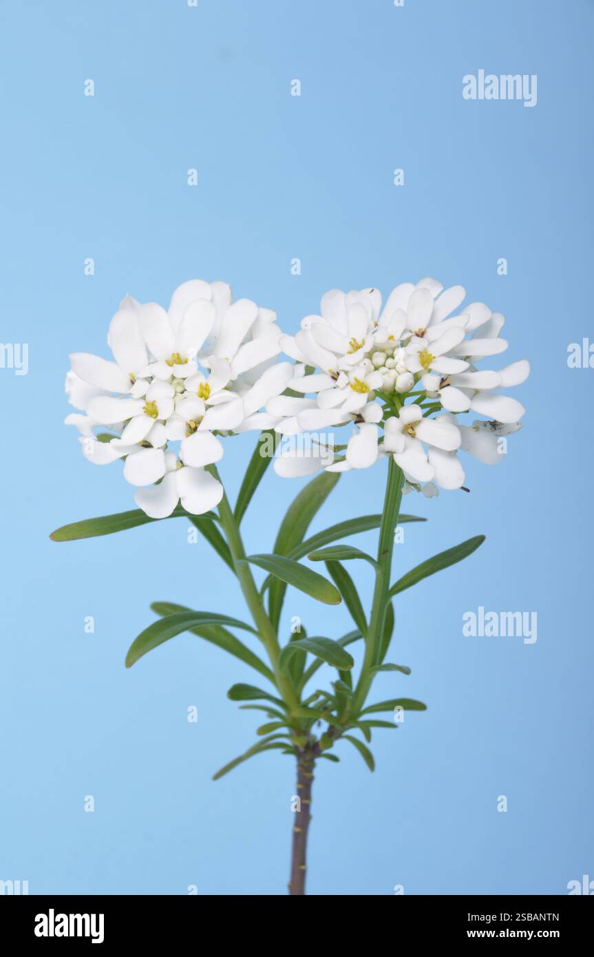 Iberis sempervirens in flower Stock Photo - Alamy