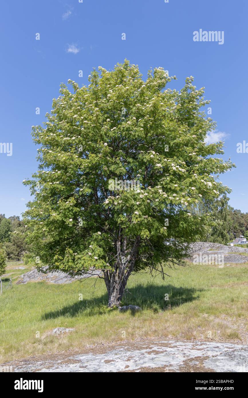 Rowan tree, Sorbus aucuparia, in blossom in early summer in Raasepori ...