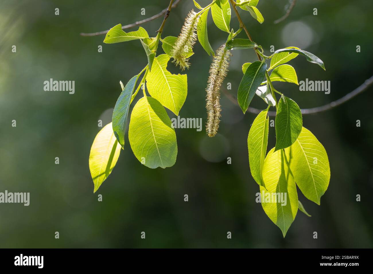 Salix pentandra, the bay willow, leaves in backlight with catkins in ...