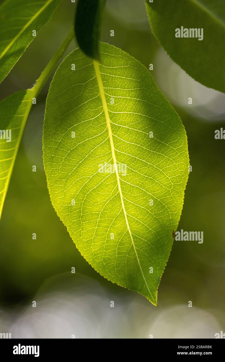 Salix pentandra, the bay willow, leaf in backlight in early summer in ...