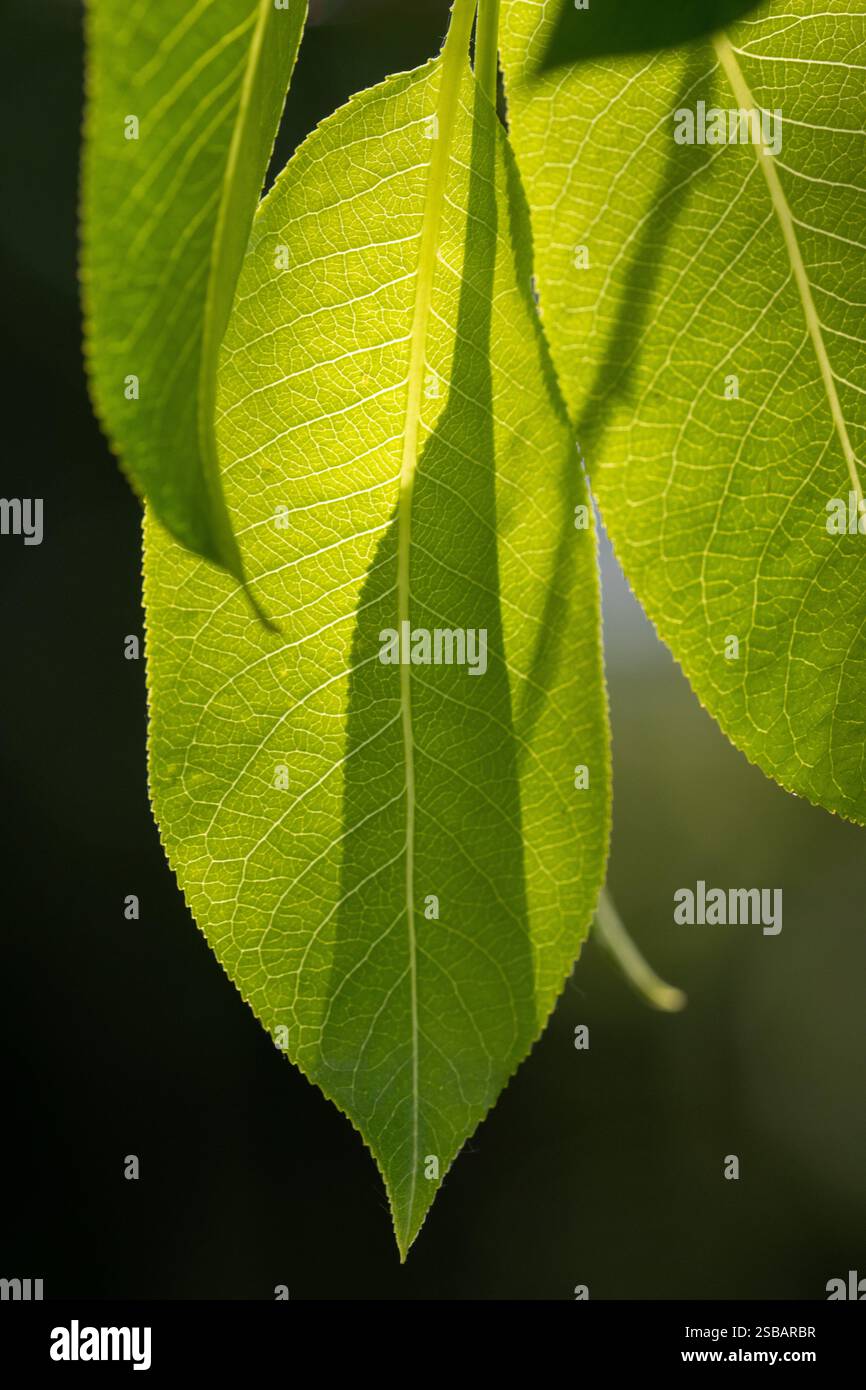 Salix pentandra, the bay willow, leaves in backlight in early summer in ...