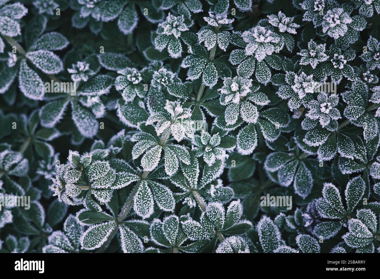 Green leaves plants hi-res stock photography and images - Alamy