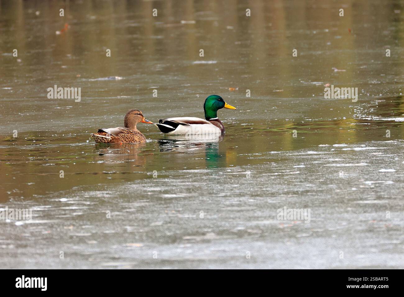 A pair of mallard ducks glides through the calm waters of a wintry pond ...