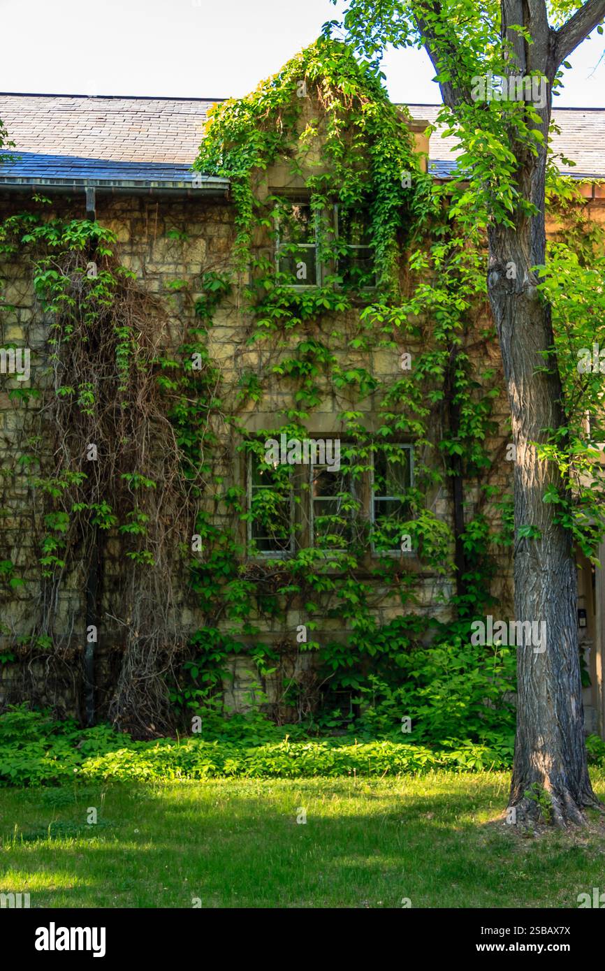A house with ivy growing on it. The ivy is green and has grown over the ...