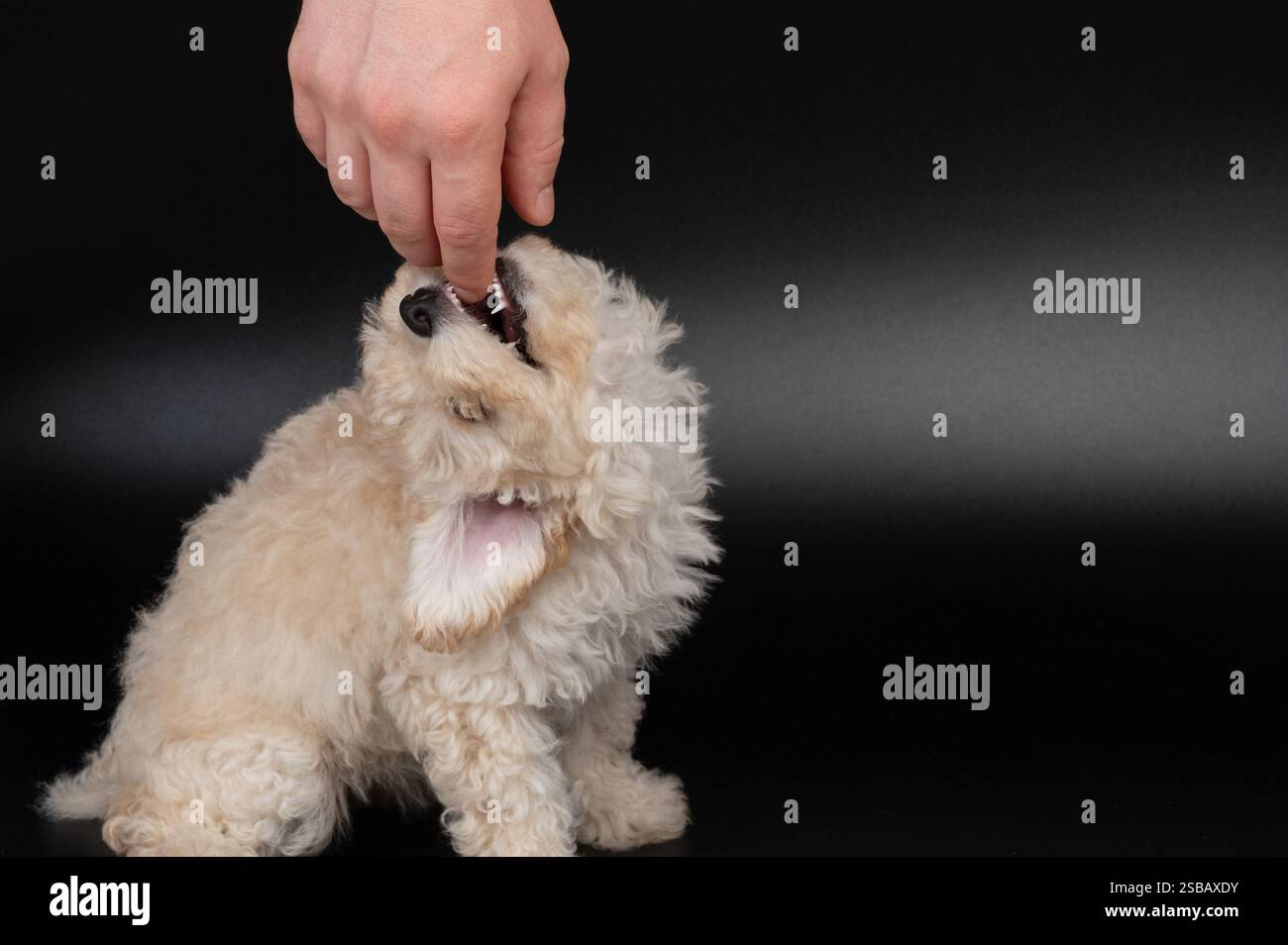 Poodle puppy biting human finger isolated on black studio background ...