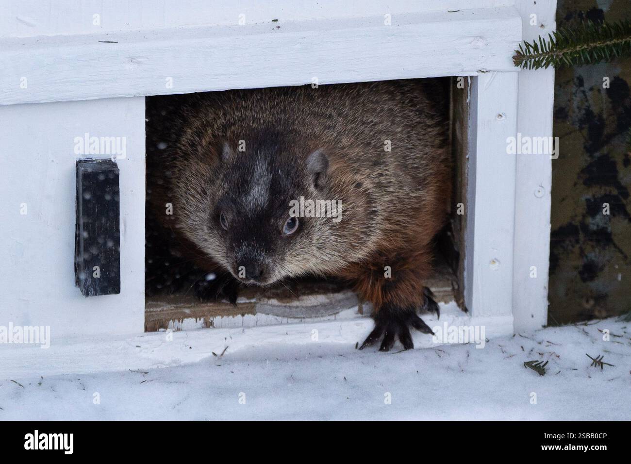 Shubenacadie Sam emerges from her burrow at a Groundhog Day event at ...