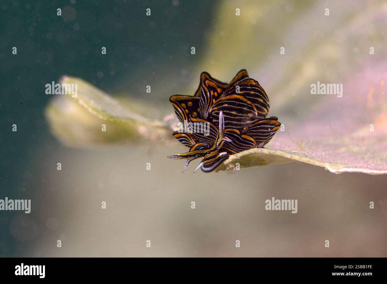 Nudibranch Cyerce nigra. Underwater macro photography from Romblon ...