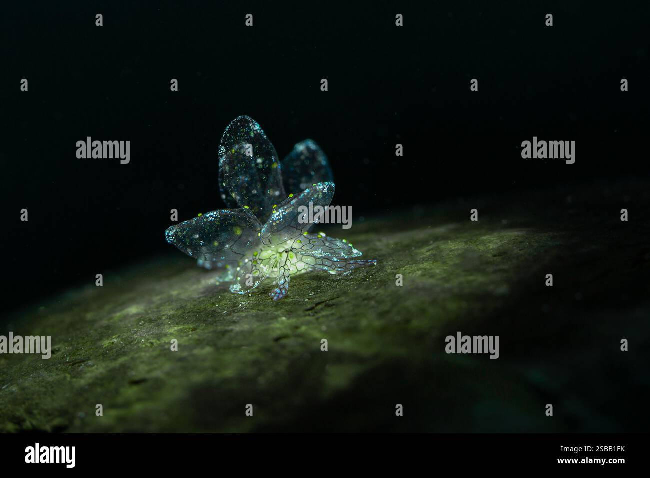 Dark-Net Butterfly Slug Cyerce sp. 4, NSSI2. Underwater macro ...