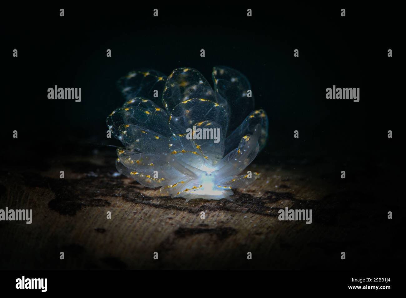 Elegant Butterfly Slug (Cyerce elegans). Underwater macro photography ...