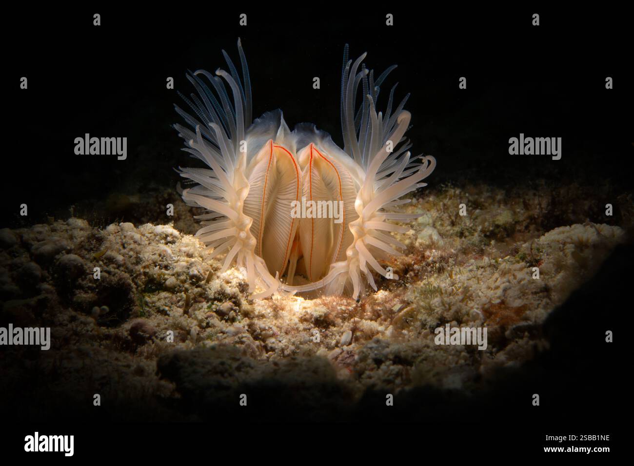 File clam (Limaria sp.) This intriguing animals with fleshy tentacles ...